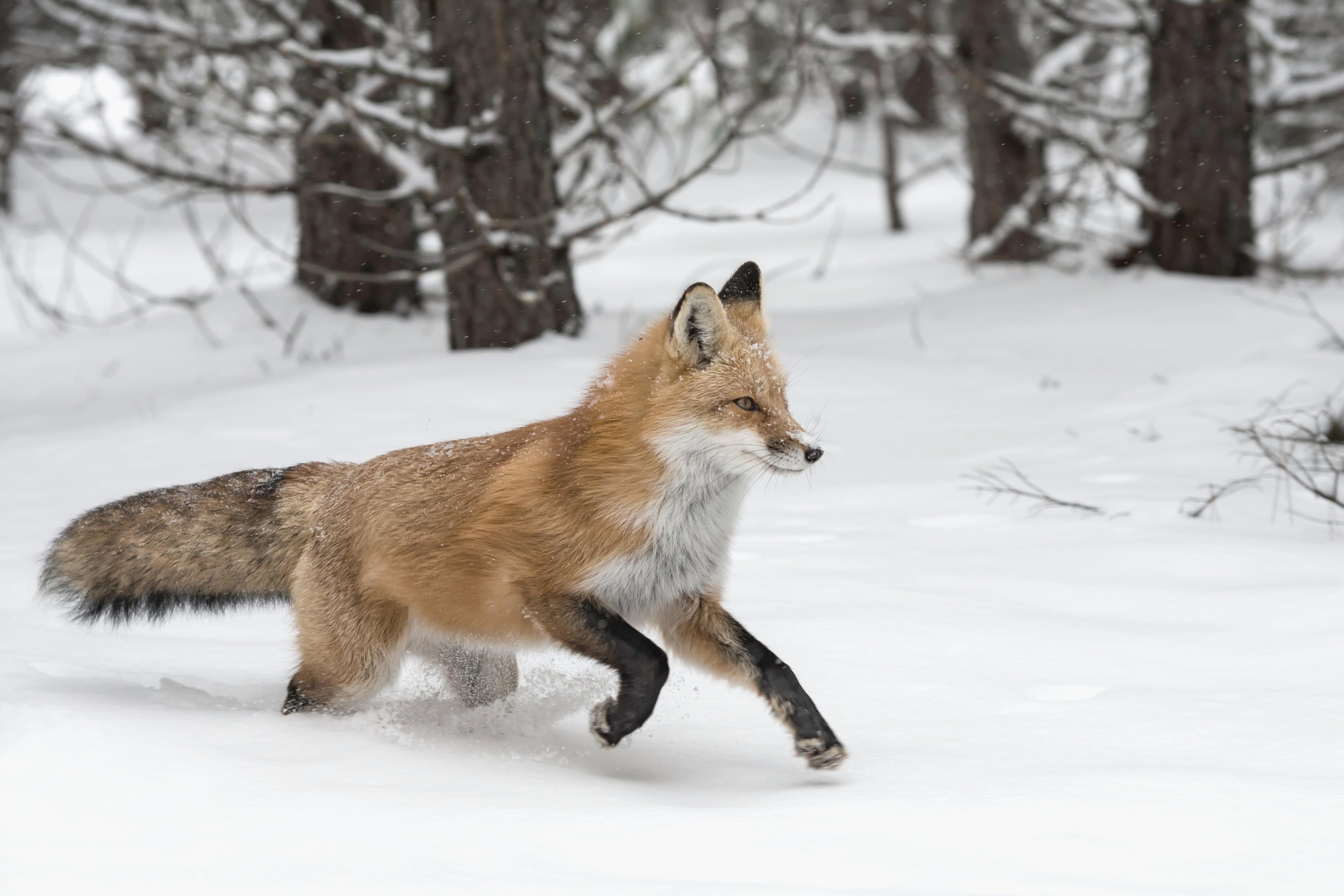 Spiritual Meanings, Folklore & Fox as a Spirit Animal