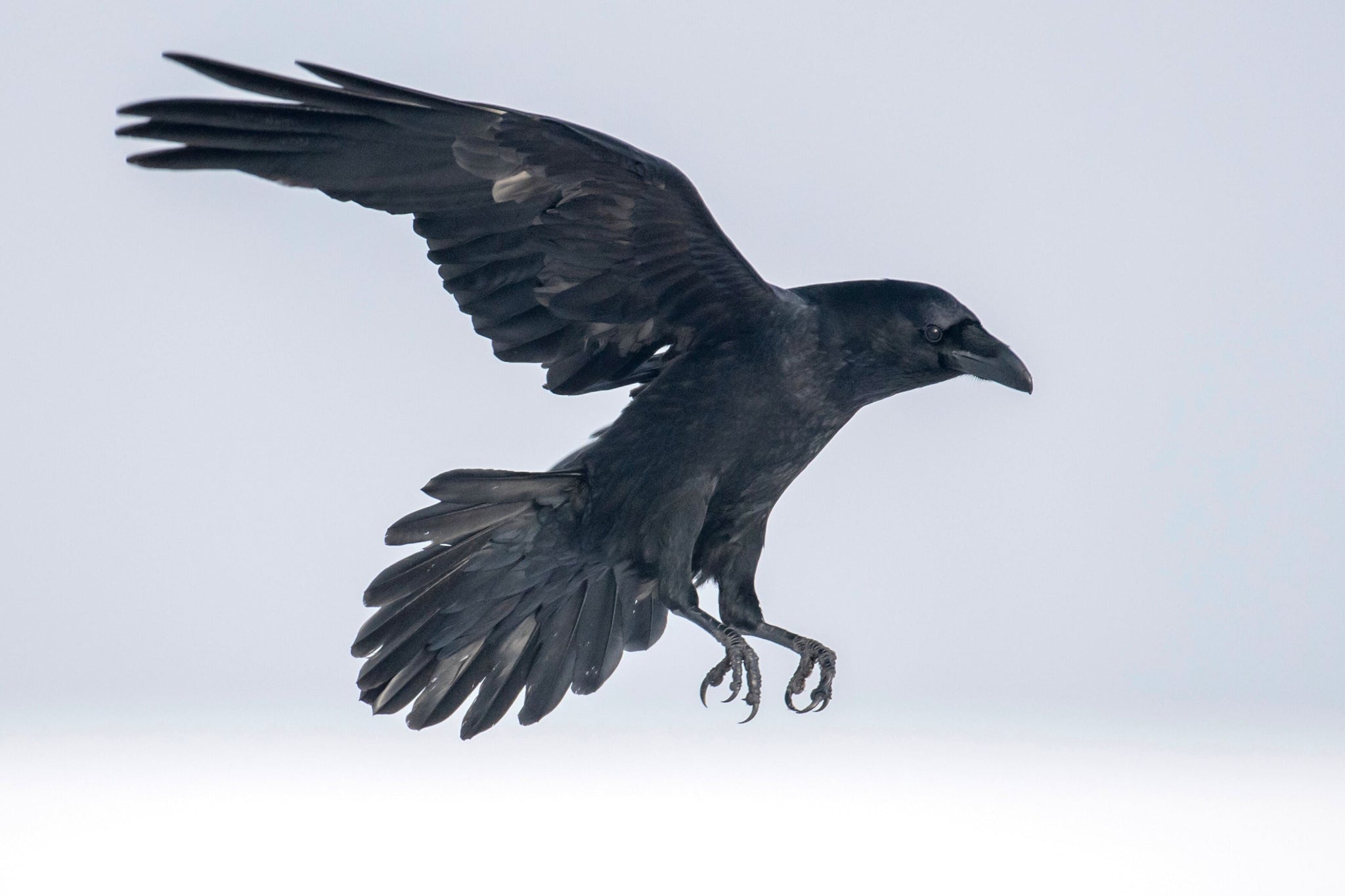 Raven Meaning and Symbolism