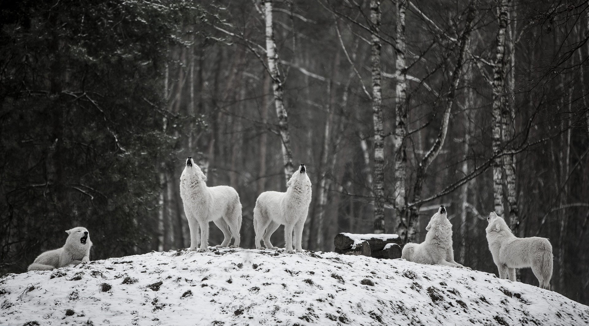 Wolf meaning and and symbolism